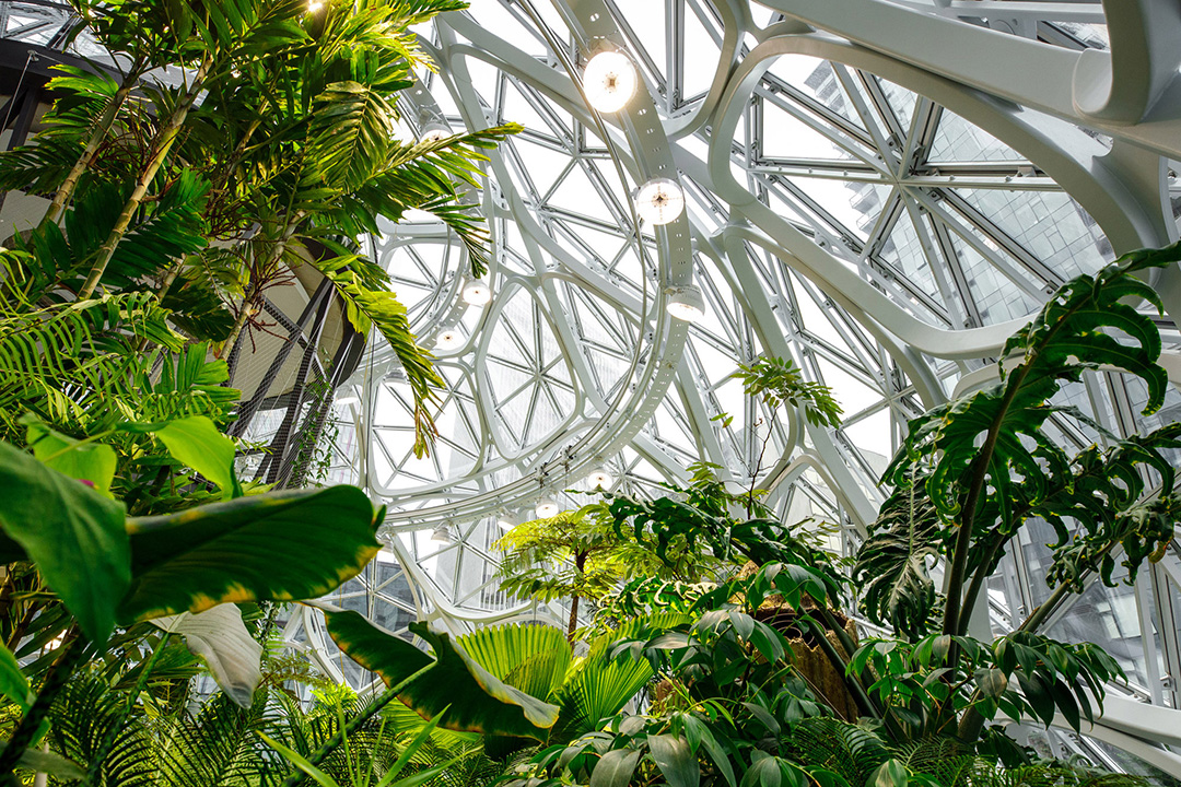 Nature Connections: Biophilic Design Strategies for Interior Spaces - RLPS